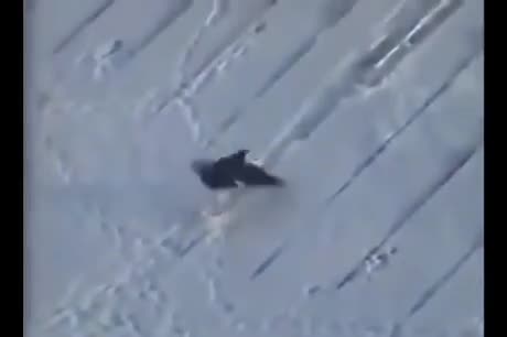 A crow sliding on a roof is my spirit animal - KillSomeTime